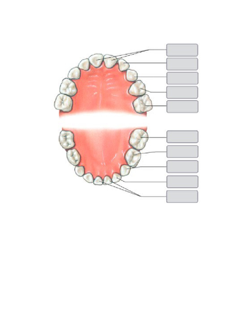 Denti | PDF