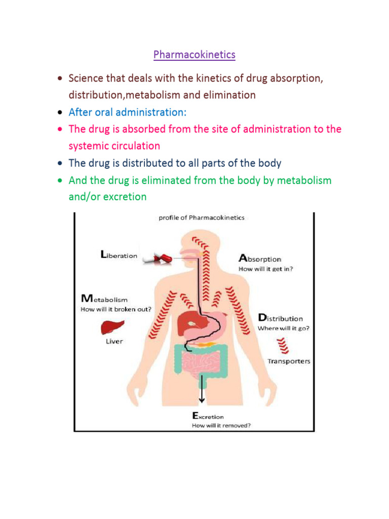 Pharmacokinetic Note | PDF