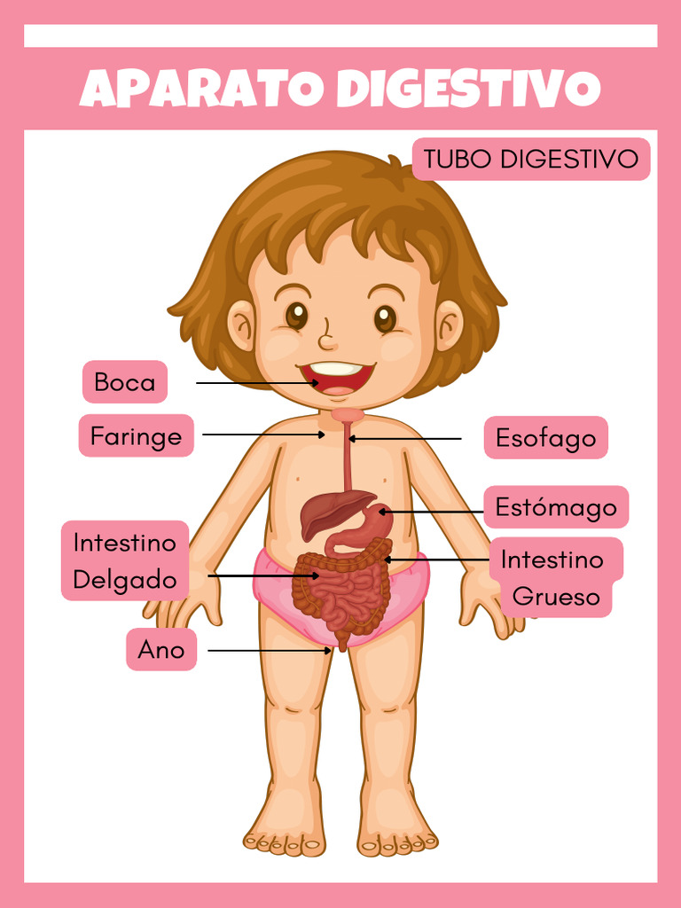 Human Digestive System Posters (1) | PDF