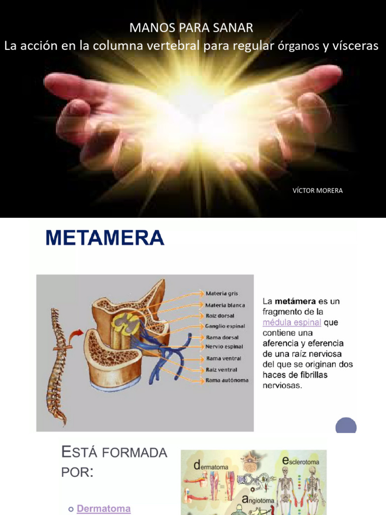 Taller Manos CV Órganos | PDF | Abdomen | Nervio vago