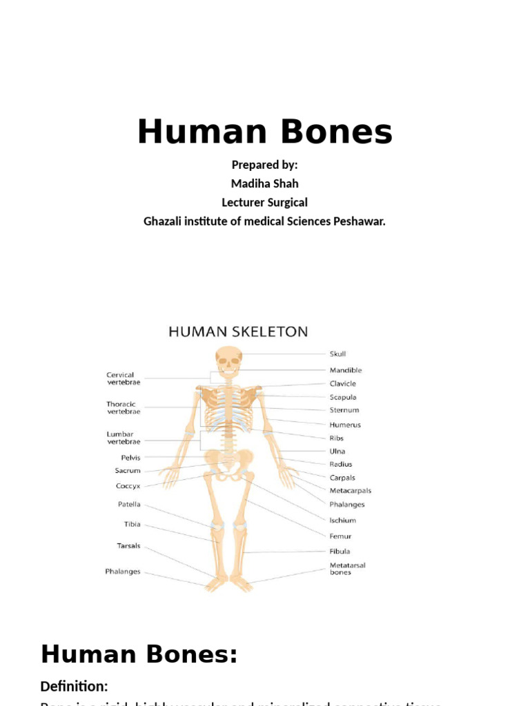 4. Human Bones | PDF | Skull | Vertebra