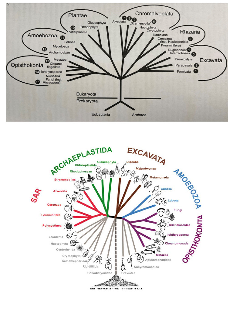 tree of life - eukaryota | PDF