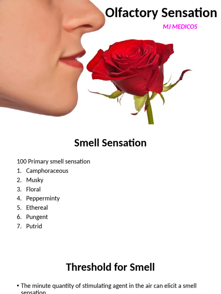 15. Olfactory Sensation | PDF
