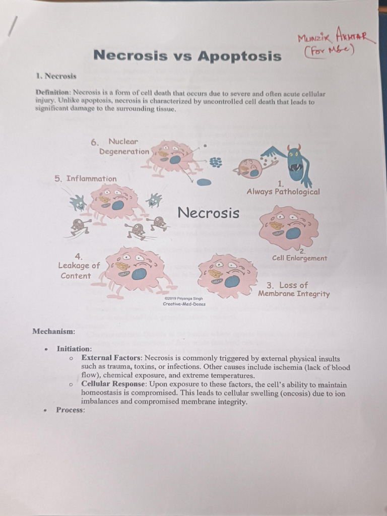 Necrosis vs Apoptosis | PDF | Apoptosis | Necrosis