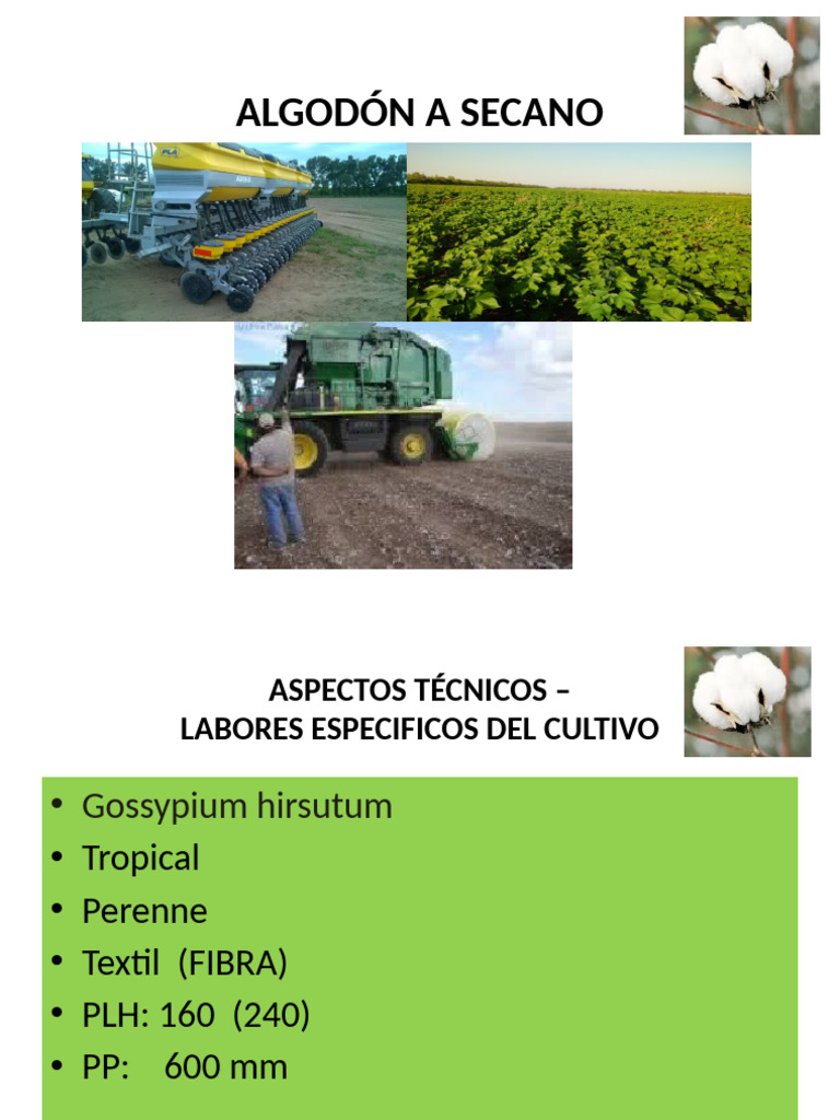 Cultivo de Algodón: Guía Técnica Completa | PDF | Algodón | Plantas