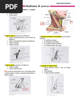 Anatomia dos Músculos do Pescoço | PDF | Vértebra | Coluna vertebral