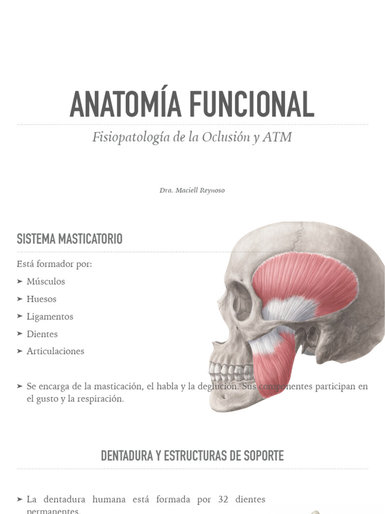 Anatomía Funcional | PDF | Articulación | Sistema esquelético
