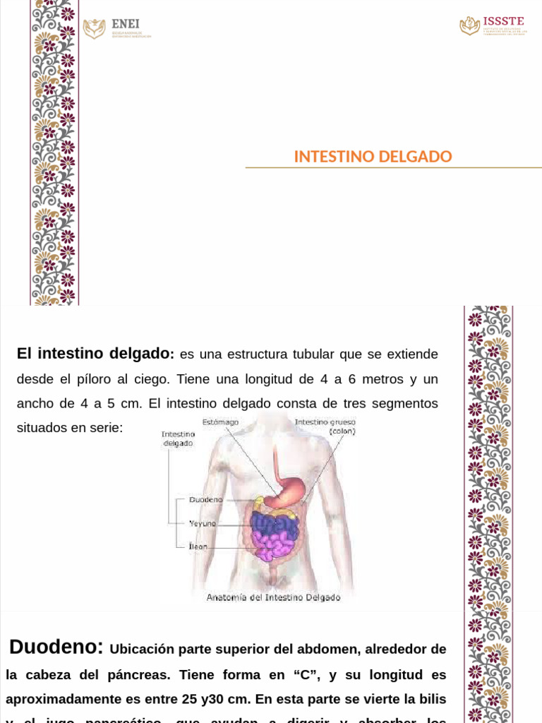 Duodeno ,Colon (1) | PDF | Intestino grueso | Tracto gastrointestinal