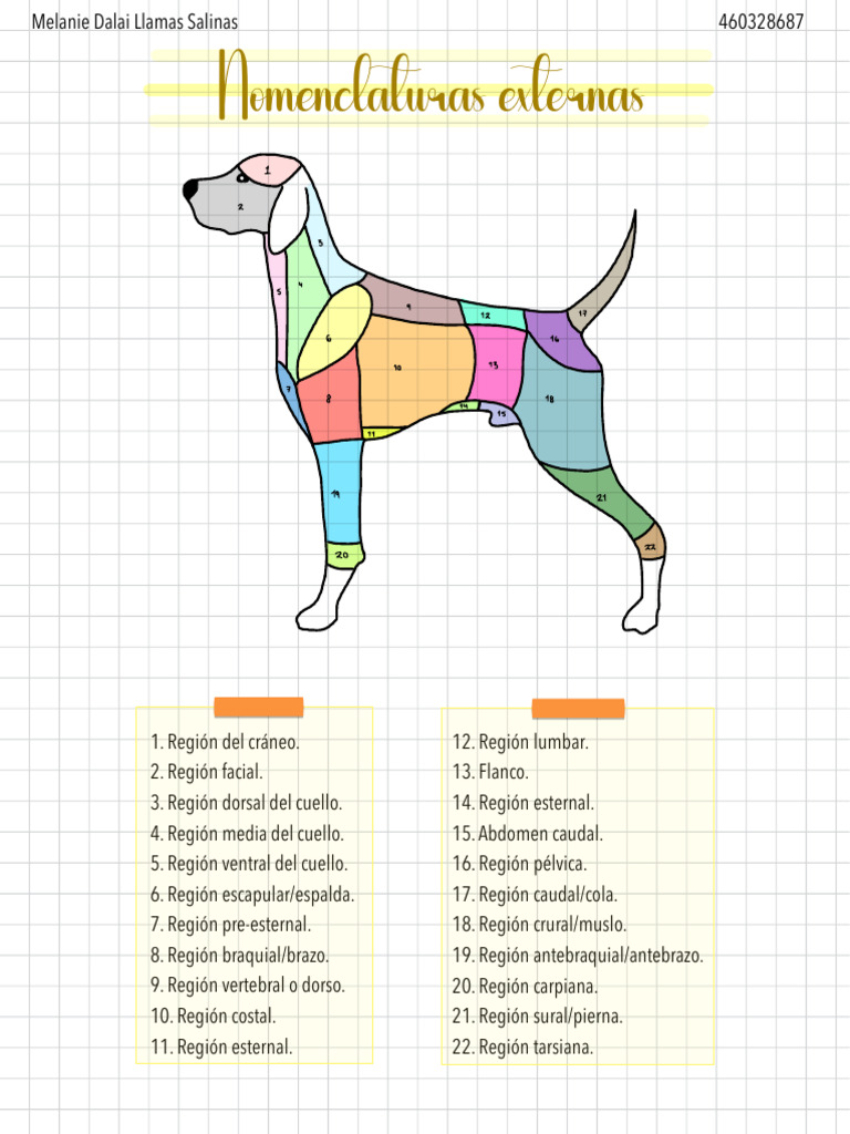 Regiones Anatómicas Del Perro Pdf Sistema Musculoesquelético
