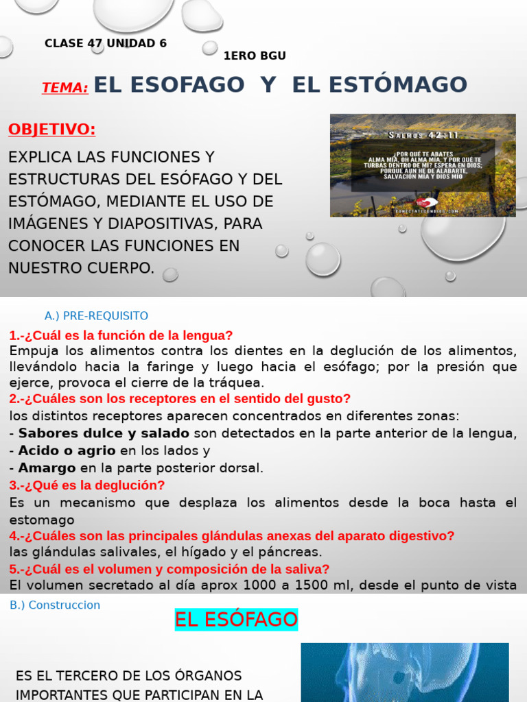 CLASE 47 1bgu UNIDAD 6 EL ESoFAGO Y EL ESTOMAGO | PDF | Estómago | Esófago