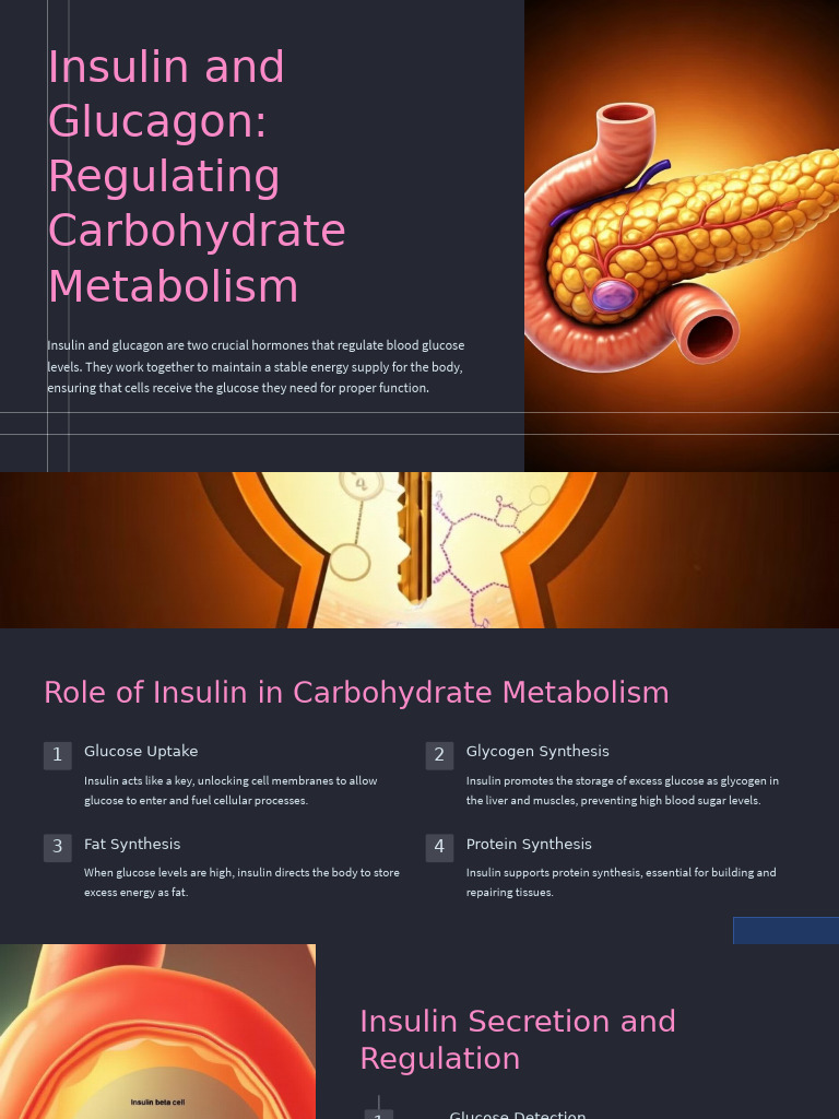 Insulin and Glucagon Regulating Carbohydrate Metabolism | PDF | Insulin ...