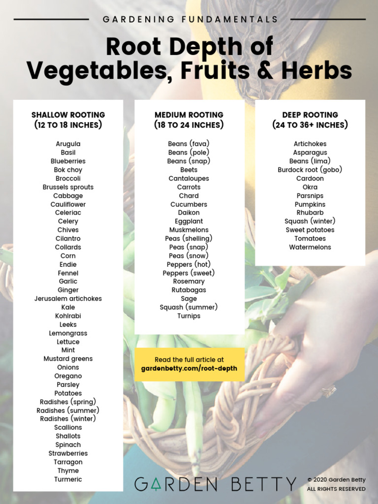 Root Depth Guide for Plants | PDF