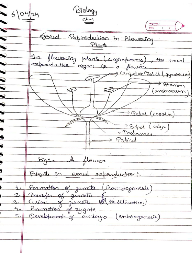 Biology Class 12th Chapter 1 Sexual Reproduction of Plants | PDF