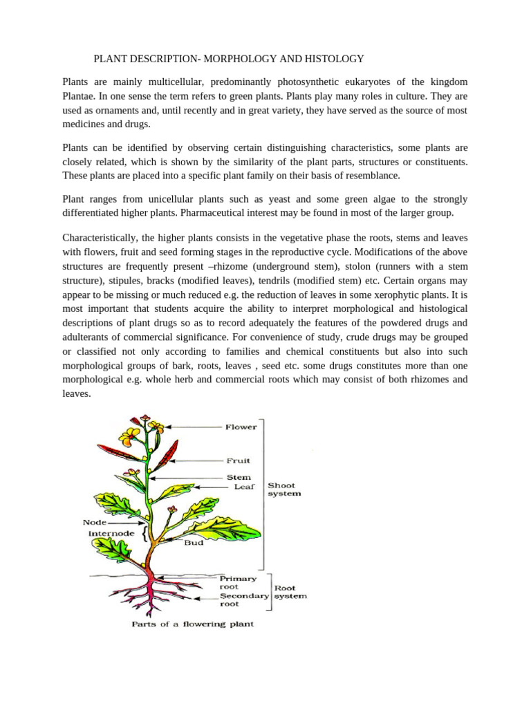 PCG 221 Plant Description | PDF | Leaf | Seed