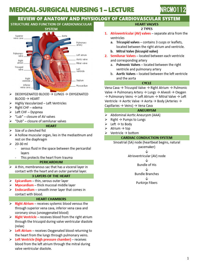 Review of Anaphy of Cardiovascular System | PDF | Heart Valve | Heart