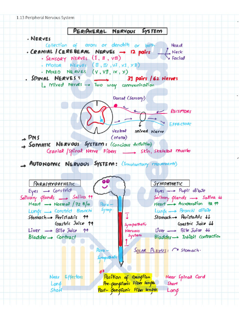1.10 - Peripheral Nervous System | PDF