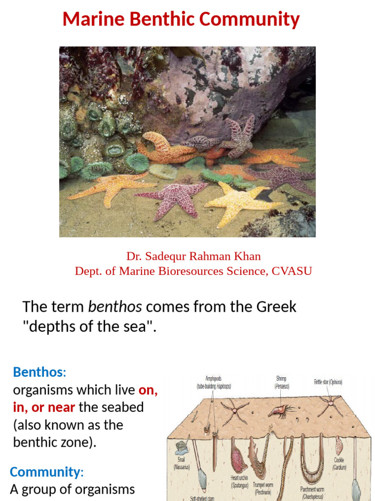 Overview of Marine Benthic Communities | PDF | Water | Physical Geography