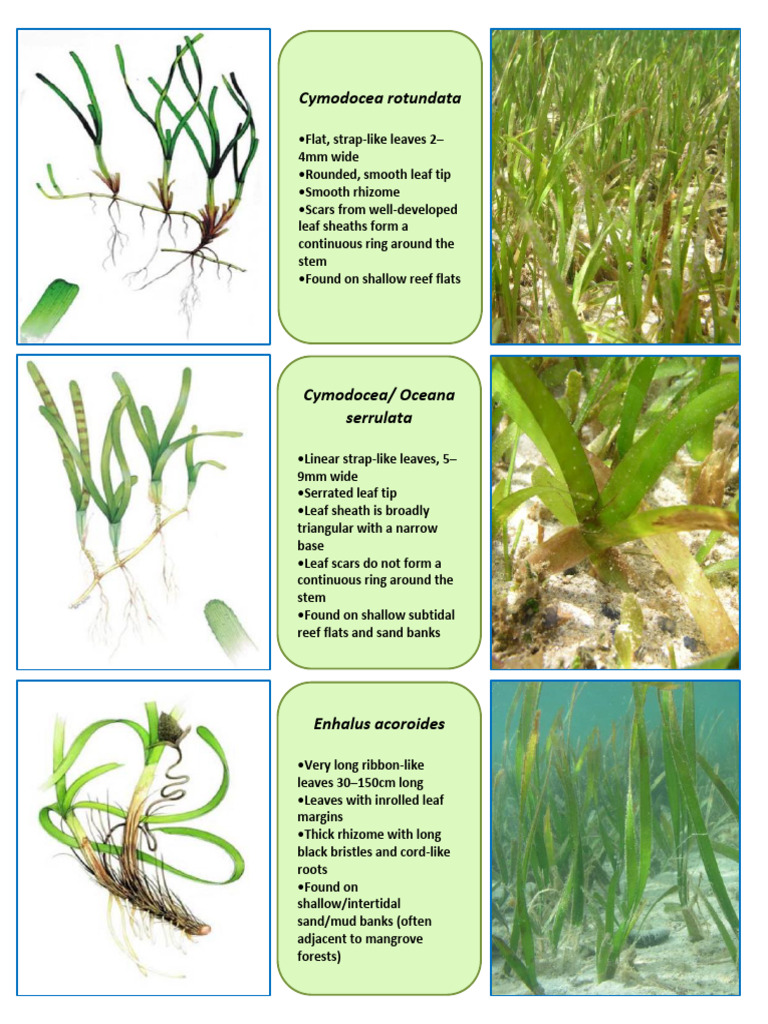 S1 Field Guide to Phil. Seagrasses.docx | PDF | Leaf | Plants