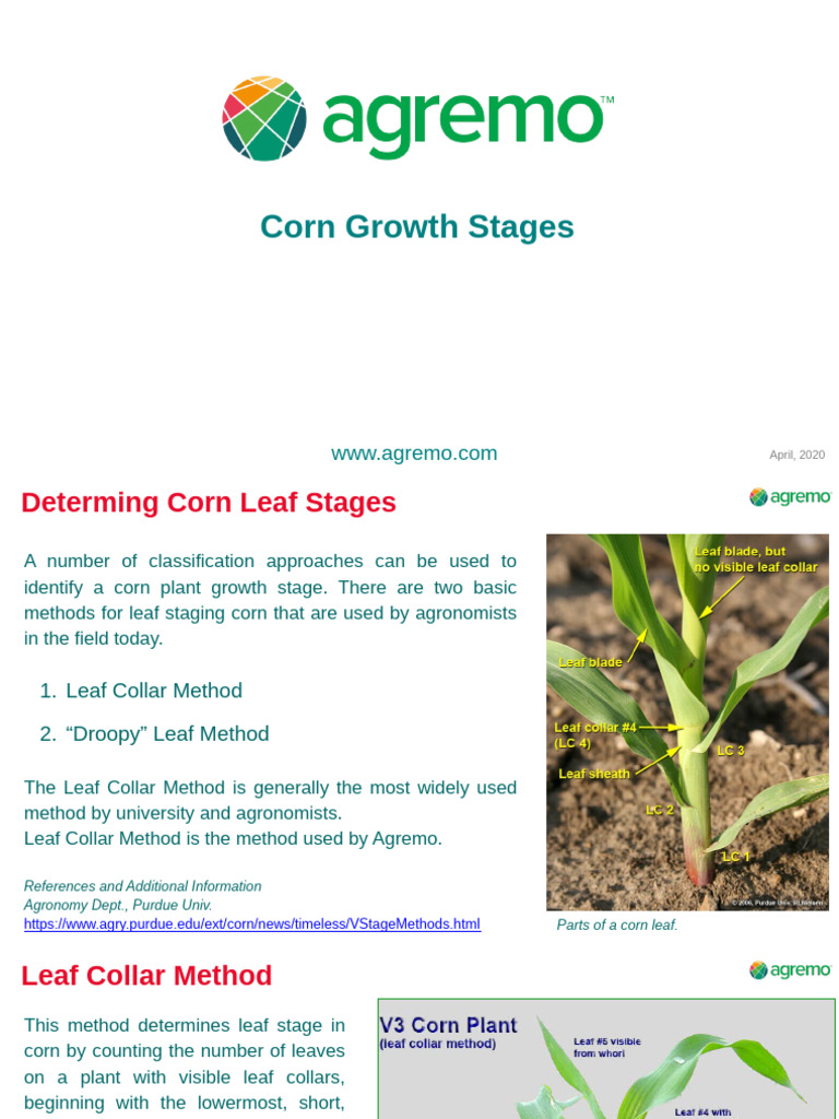Corn Leaf Staging Methods Explained | PDF | Leaf | Plants