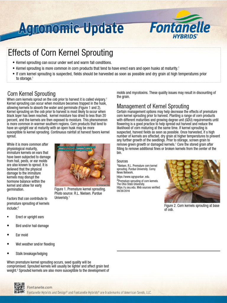 Effects of Corn Kernel Sprouting-Fontanelle | PDF | Seed | Maize