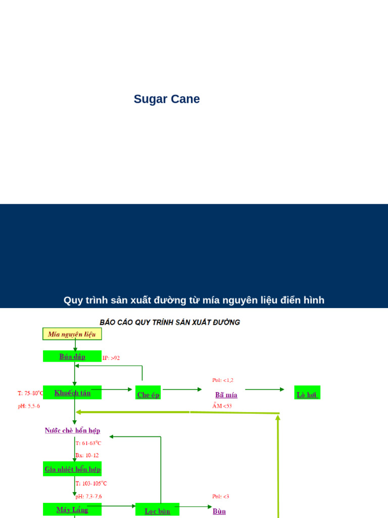 Sugar Cane | PDF