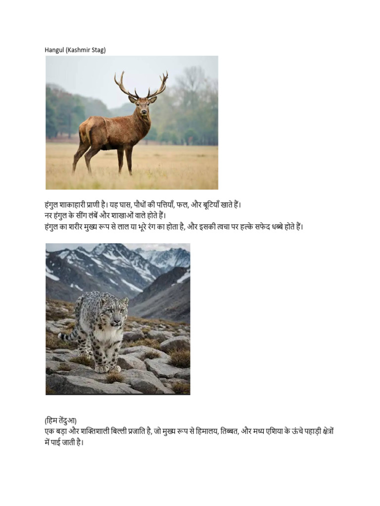 JK Animals | PDF