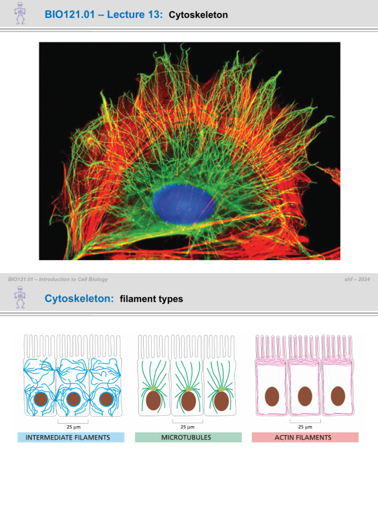 Cytoskeleton Overview in Cell Biology | PDF | Cytoskeleton | Muscle