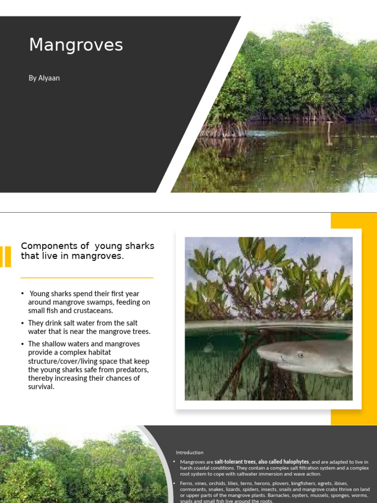Mangroves | PDF | Mangrove | Coast