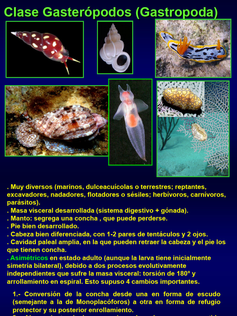 Tema 12 Gasterópodos Pdf Moluscos
