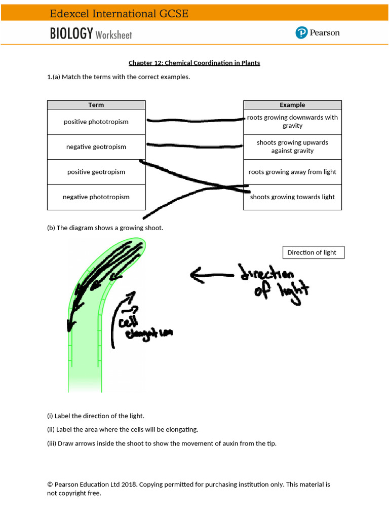 IGCSE - Bio - Worksheet 12 & 13 | PDF | Plants | Botany