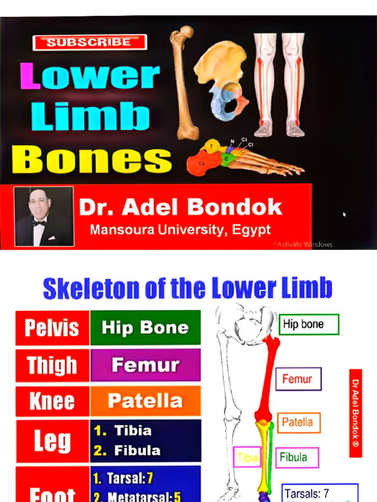 Adel Bondok Lower Limb | PDF