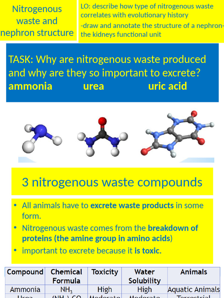 11.3b Nephron Structure | PDF | Kidney | Excretion