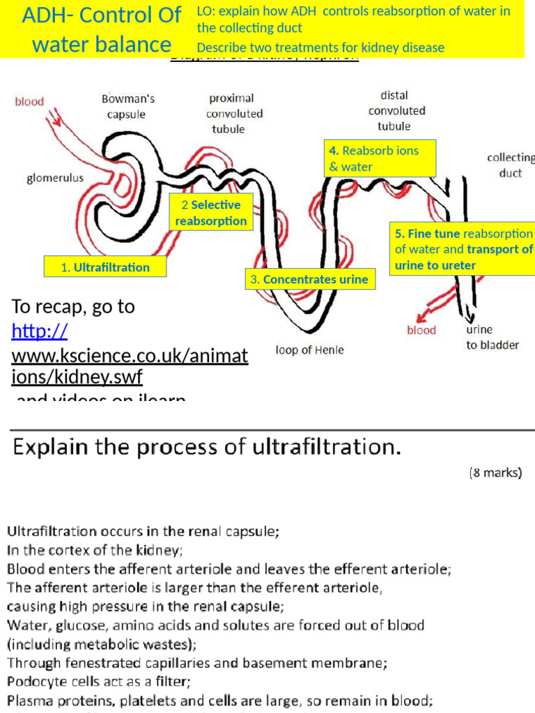 11.3c ADH Control of Water Balance | PDF | Kidney | Urinary System