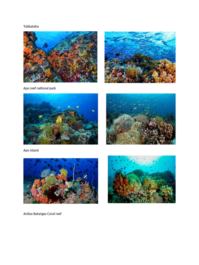 Aquatic Coral Reef Ecosystem | PDF