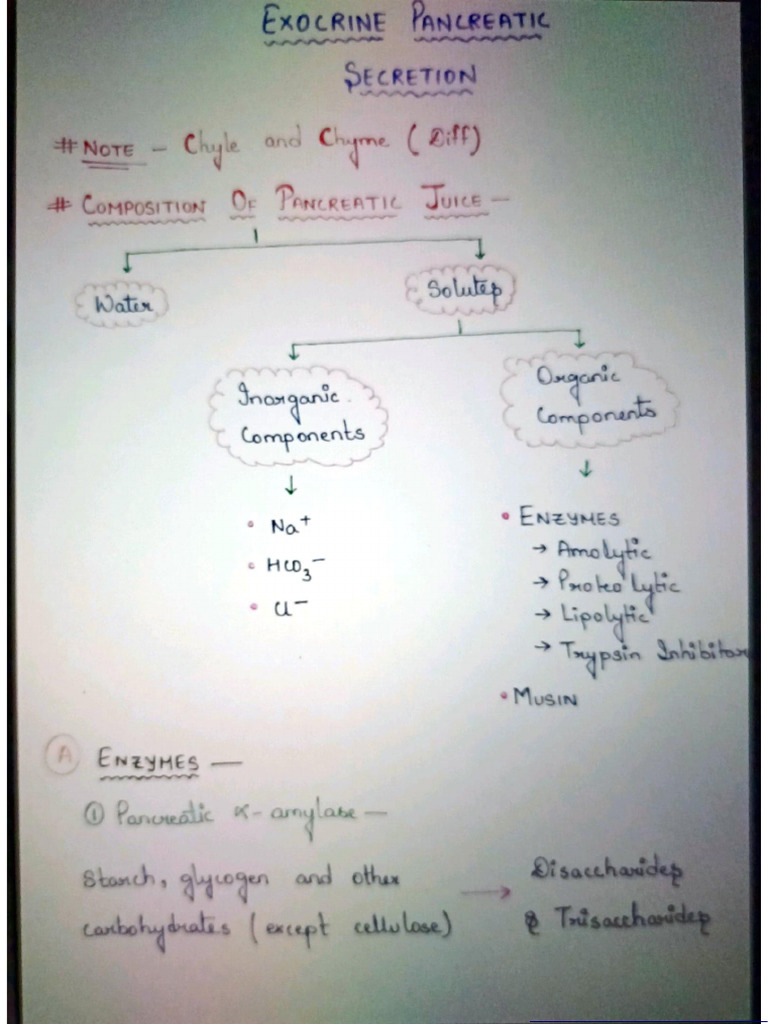 Exocrine Pancreas | PDF