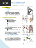 Anatomie de l'Aine et Canal Inguinal | PDF | Péritoine | Vaisseau sanguin
