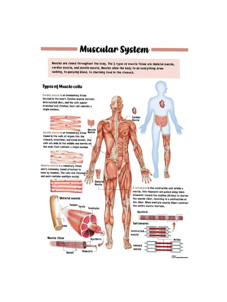 Muscular System | PDF