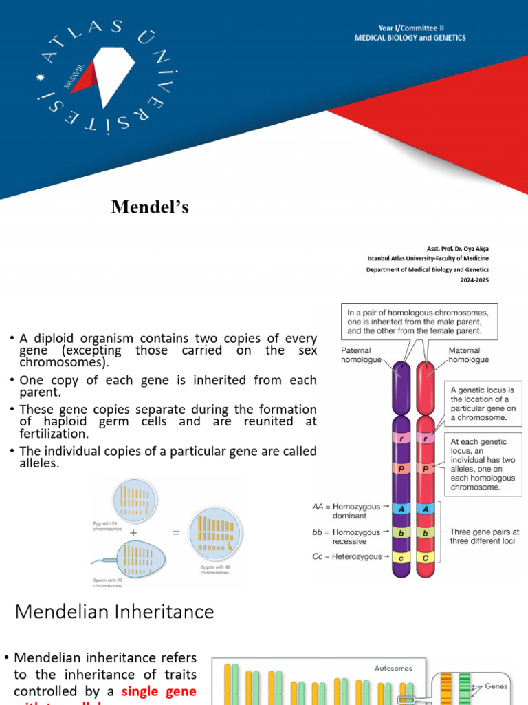 Mendelian Inheritance and Genetic Concepts | PDF | Dominance (Genetics ...