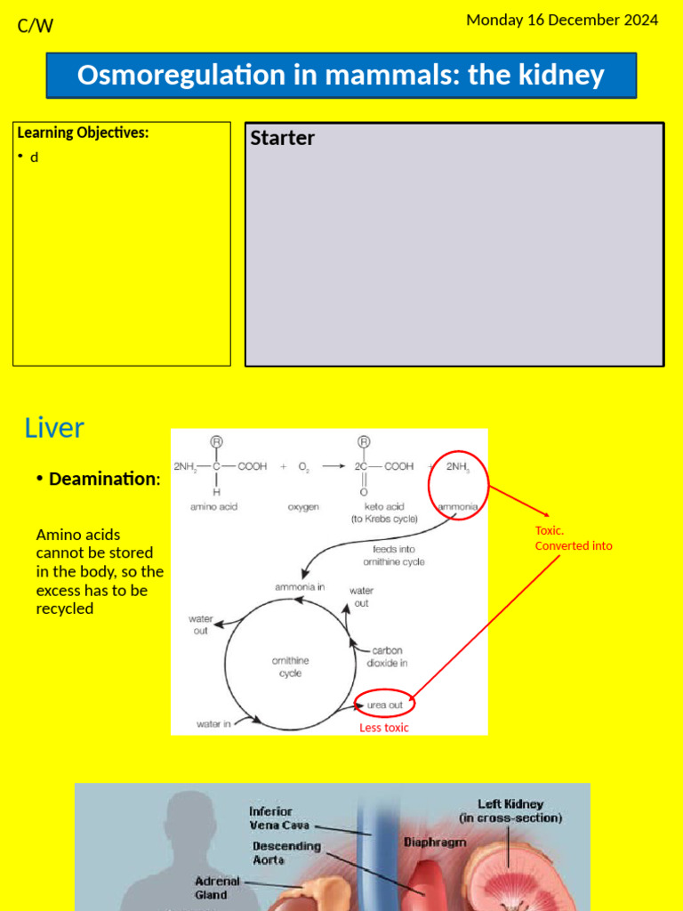 Osmoregulation & Kidney Structure | PDF