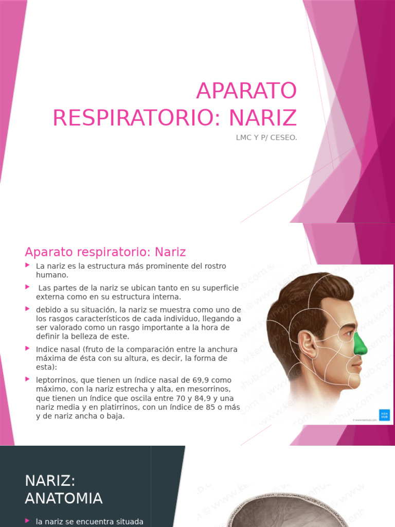 Aparato Respiratorio | PDF | Nariz humana | Laringe