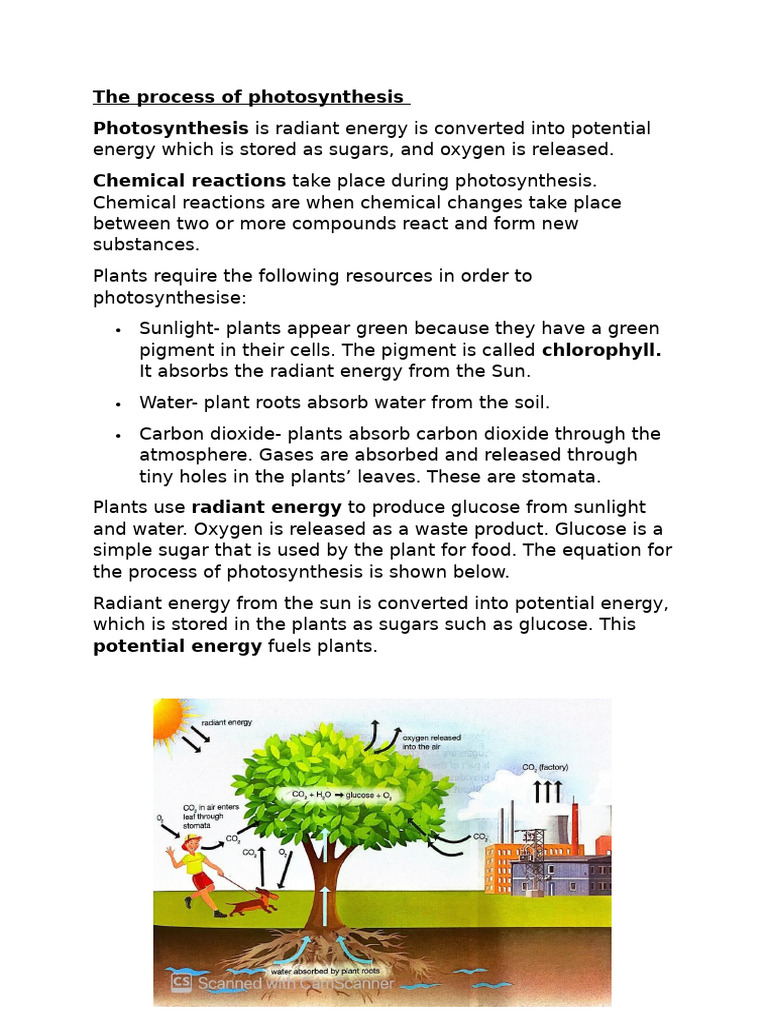 Natural Science Grade 8 Term 1 Notes | PDF | Food Web | Ecosystem