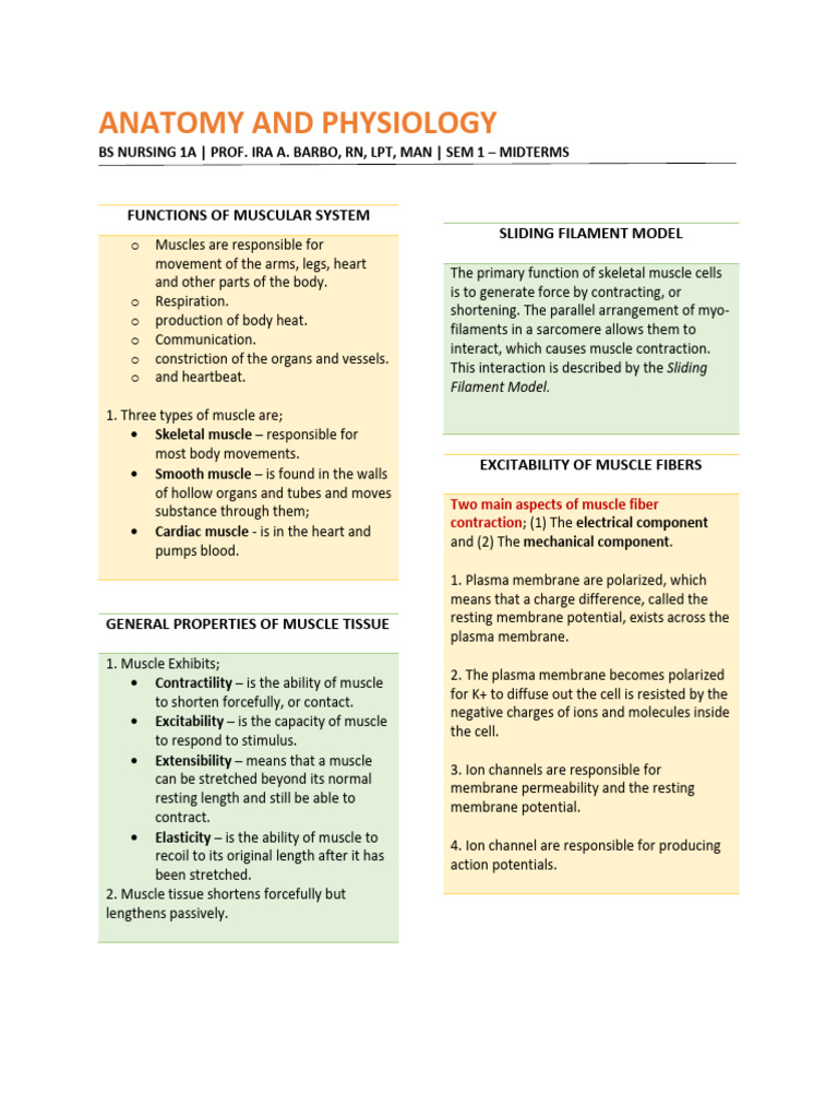 Anatomy and Physiology Transes | PDF | Muscle Contraction | Muscle