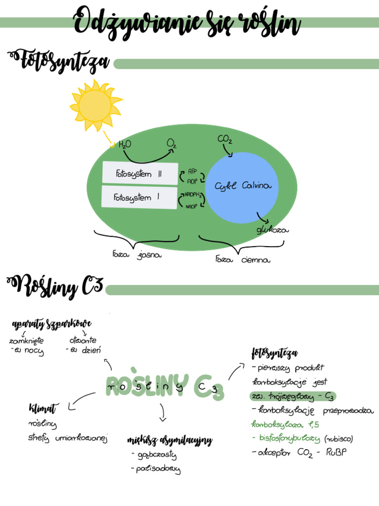 Fotosynteza Cz. 2 | PDF