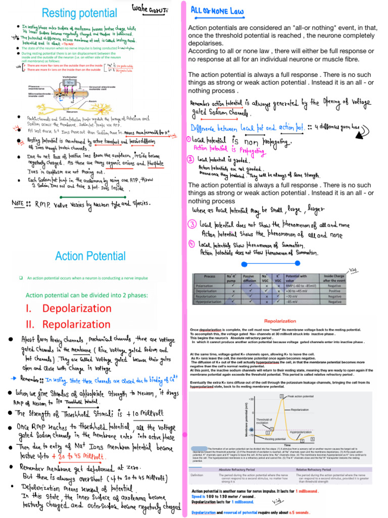 Nervous Class Note 2 | PDF