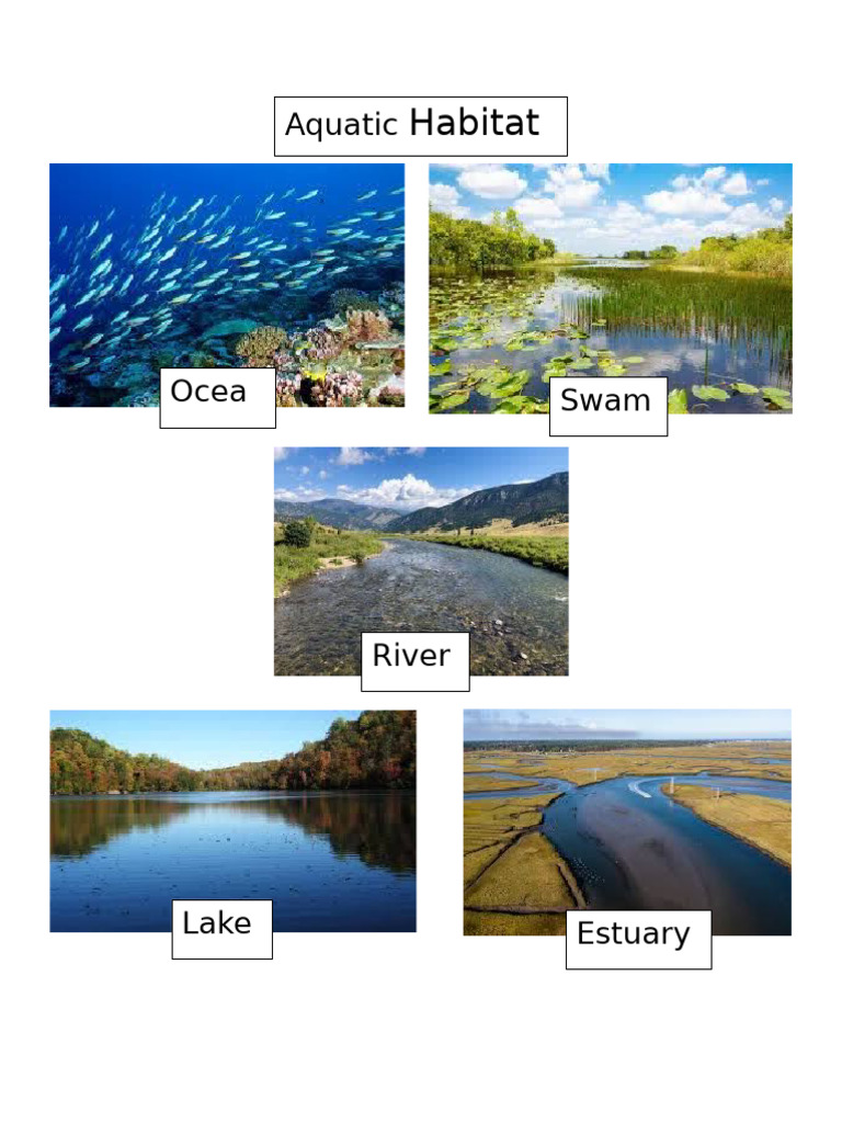 Aquatic and Terrestrial Habitats Overview | PDF