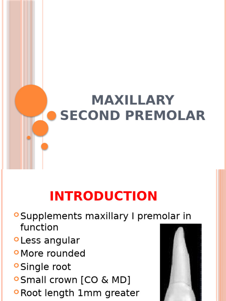 Maxillary Second Premolar | PDF