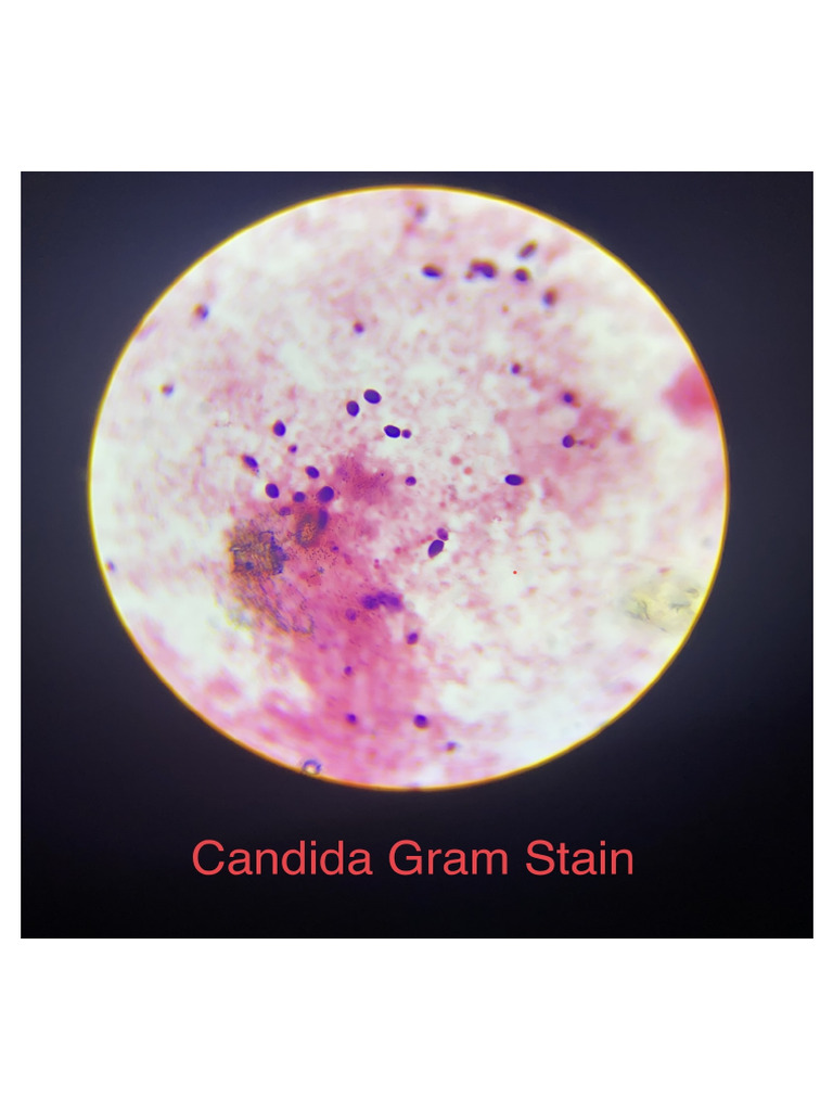 Microbiology Slides | PDF
