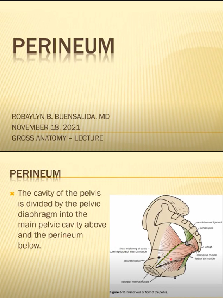 Female Perineum | PDF