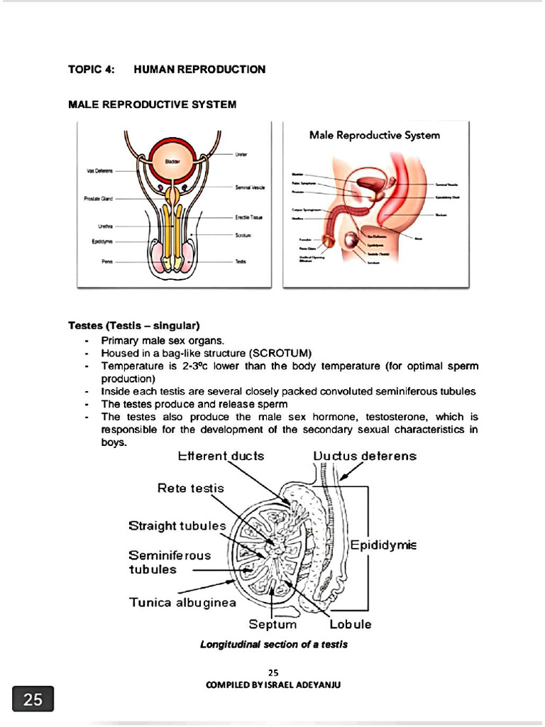 Human Reproduction Revision gr12 | PDF