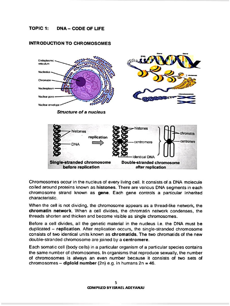 Dna The Code of Life Revision Summary gr12 | PDF
